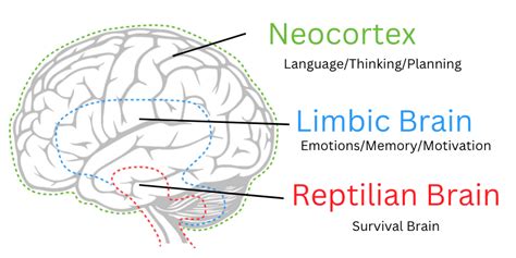 3 Brain Pyramid Model How Our Brains Develop Carlin Chiro