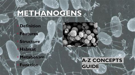 Methanogens Microbes Man And Environment A Z Concepts Guide Youtube