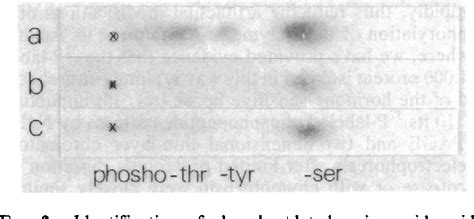 Figure 2 From Hormonal Regulation Of Hormone Sensitive Lipase In Intact Adipocytes