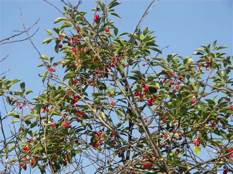 Wingstem Great Lakes Sacred Essences