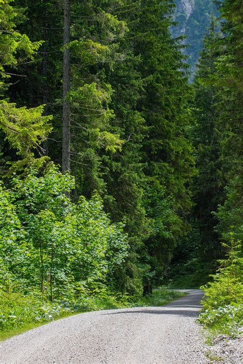 Caminho Da Floresta Foto Gratuita No Pixabay Pixabay