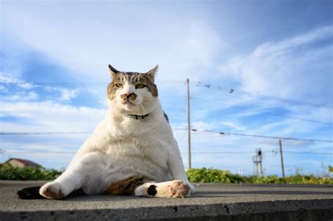 小樽のボス猫「ケンジ」は”おっちゃんこ”がカワイイ 写真家・土肥美帆さんとの出会いから人気者に グルメ情報誌「おとなの週末web」