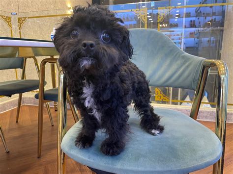 말티푸 키코 렉돌분양가격 브리숏분양가격 브리티시숏헤어분양가격 러블분양가격 티컵비숑프리제분양 티컵포메라니안분양 티컵말티즈분양 티컵말티푸분양 티컵푸들분양 티컵강아지분양