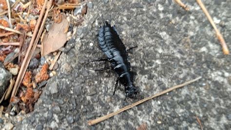 6月の生物写真11マイマイカブリの幼虫 よっこん日記
