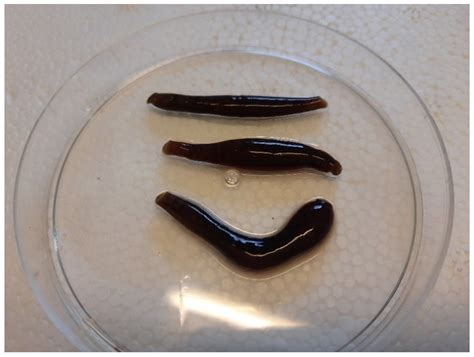 Morganella Morganii Infection In Hirudo Medicinalis Iran A Case Report