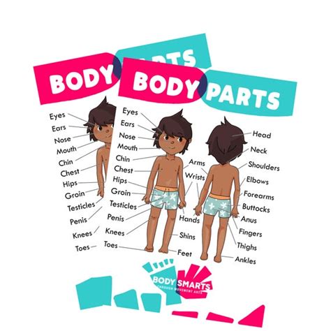 Body Parts Anatomy Sex Ed Private Parts Poster Etsy