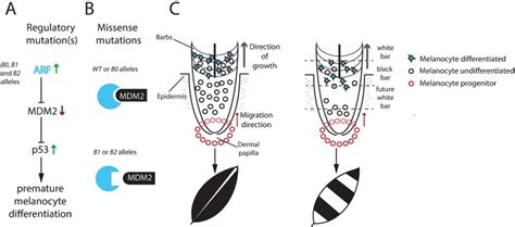 The Evolution Of Sex Linked Barring Alleles In Chickens Involves Both Regulatory And Coding
