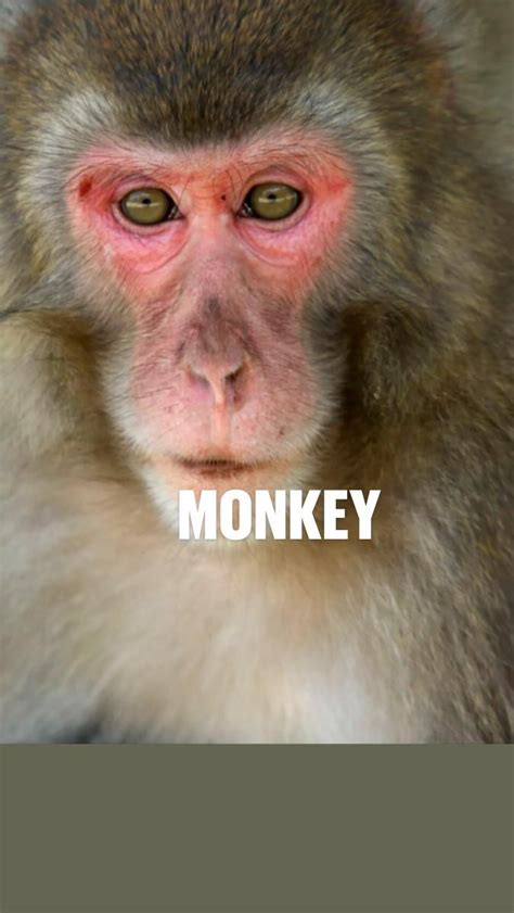 Monkey Monkey Hamster Animals