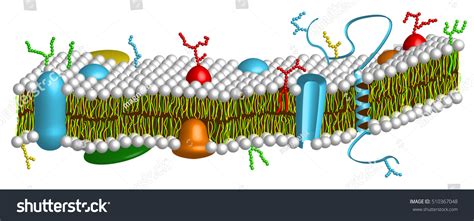 Part Cell Membrane Cytoplasm Double Layer Stock Illustration 510367048