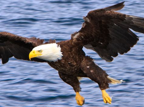 Bald Eagle Classification At Thomas Lujan Blog