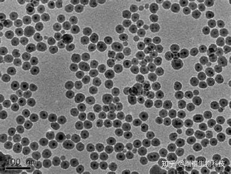 巯基羧基双重修饰介孔二氧化硅纳米颗粒sh Cooh Sio2碳双键修饰纳米sio2的制备方法 知乎