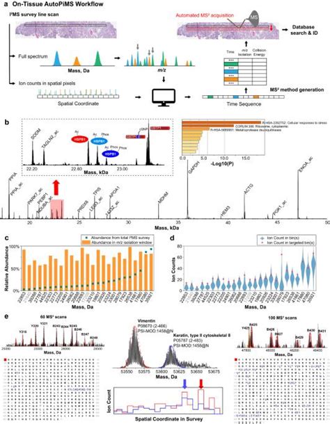 Autopims A Mass Spectrometry Workflow For Cancer Proteoform Identification Creative