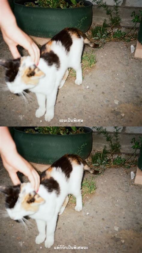 ปักพินโดย Miam Apinya ใน Q U O T E S ภาพอารมณ์ ซอฟต์กรันจ์ มีม