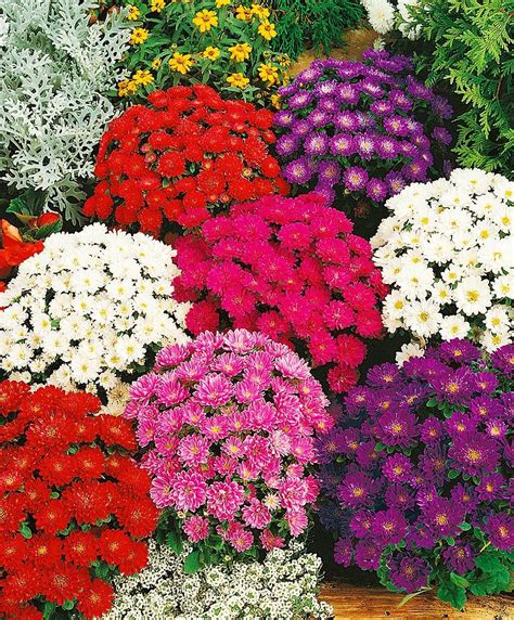 Цветы для сибири однолетники - 64 фото