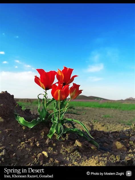 رویش گل لاله در کویر عمرانی گناباد