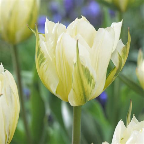 Exotic Emperor Fosteriana Tulip Bulbs Boston Bulbs