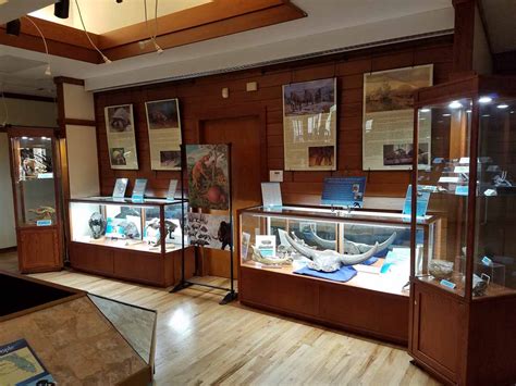 Display Case For Artifacts At Angel Singleton Blog