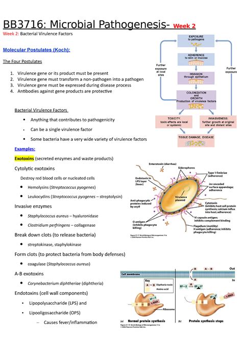 Microbial Pathogenesis Week 2 Bacterial Virulence Factors Bacterial