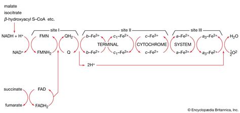 Adenosine Triphosphate Atp Definition Structure Function And Facts Britannica
