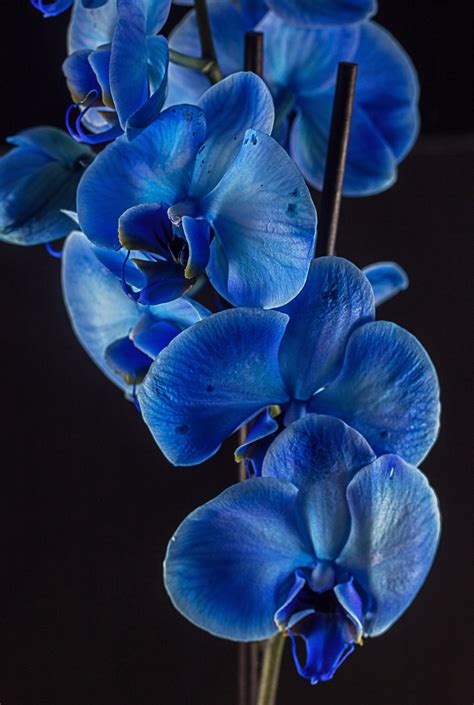 Blue Orchid Flower