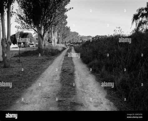 Empty Road Along Trees Stock Photo Alamy