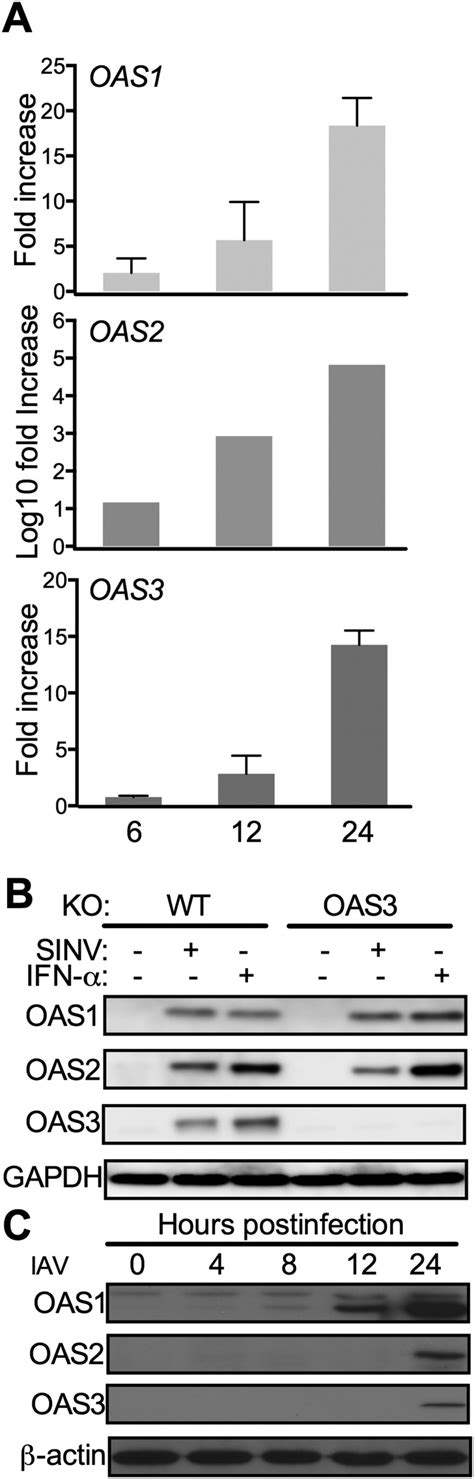 Activation Of Rnase L Is Dependent On Oas3 Expression During Infection With Diverse Human