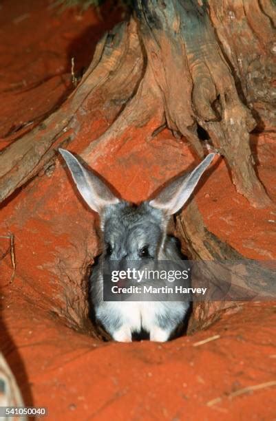Bilbies Photos And Premium High Res Pictures Getty Images