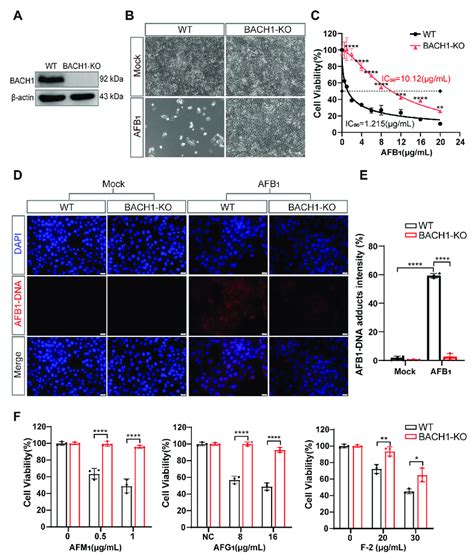 Bach1 Knockout Cells Exhibit Higher Resistance To Aflatoxin B1 A Download Scientific Diagram