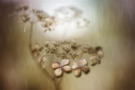 Withered Hydrangea 4 By Takashi Suzuki