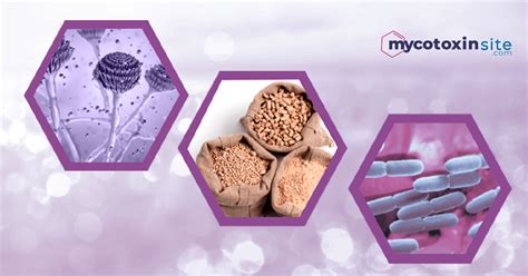 Mycotoxin Bioremediation In Feedstuff Microbial Detoxification