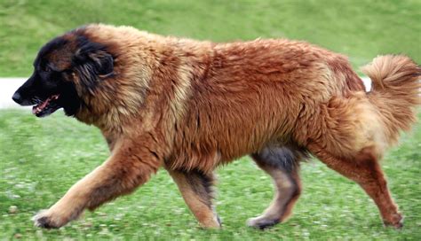 Cão Da Serra Da Estrela Clube Português De Canicultura