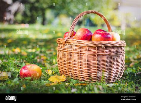 Red Apples In Wicker Basket Harvesting Fresh Fruit In Organic Garden