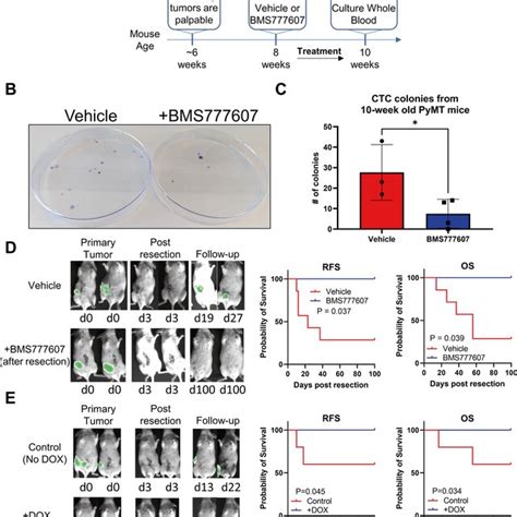 Statin Mediated Cbs Inhibition Abrogates Mammosphere Formation And Download Scientific Diagram
