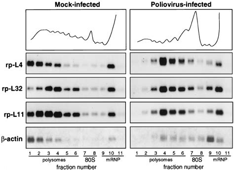 Polysome Mrnp Distribution Of Mrna In Mock Infected And Download
