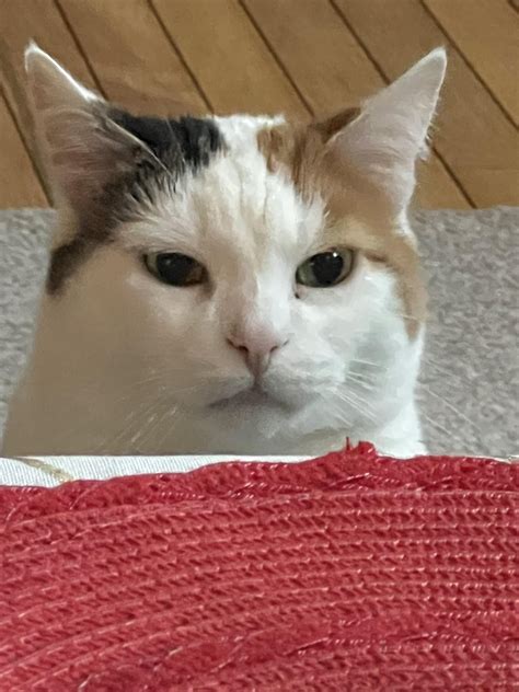 Minky Was Told To Wait Another Hour Before Dinner There Is Morning Dry And Wet Food In Her