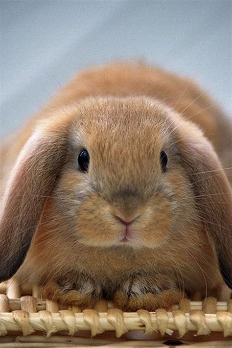 Adorable Lop Eared Bunnies