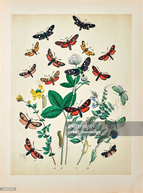 Butterflies Moths Insects And Plants Illustration 1889 High Res Vector Graphic Getty Images