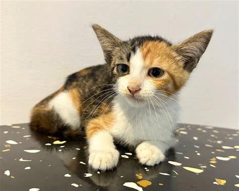 코리안숏헤어누룽지 고양이책임분양 컴투펫케어센터