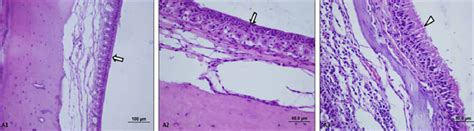 Control Group Olfactory Olfactory Epithelial Structure A1 A2 Download Scientific