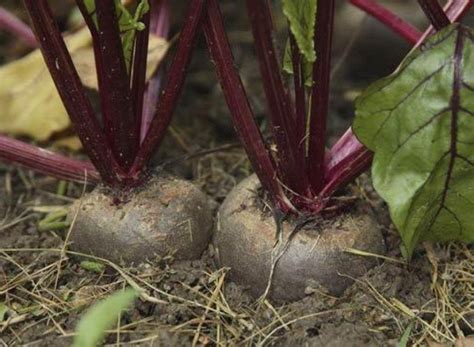 Які рослини можна садити поруч із буряком