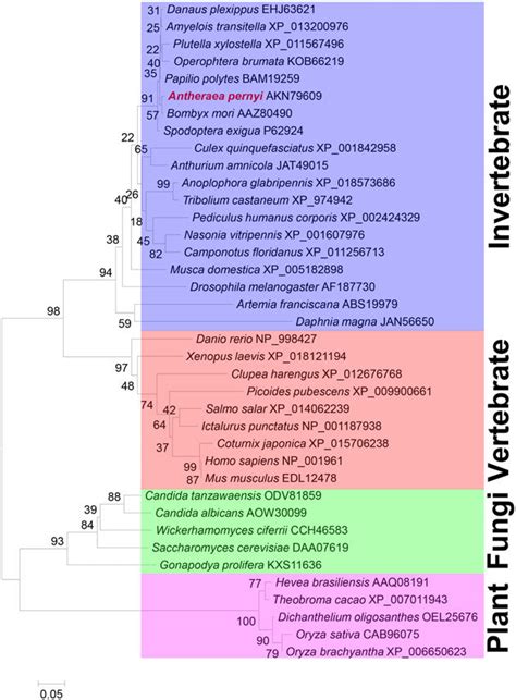 phylogenetic tree constructed by mega version 6 0 using the