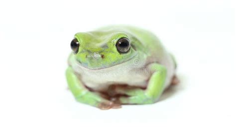 Dumpy Tree Frog Or White S Tree Frog Isolated On White Background Stock Footage Video Of