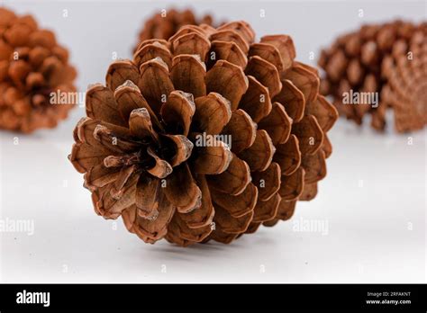 Fibonacci Sequence In Pine Cones Biological Example Of Fibonacci
