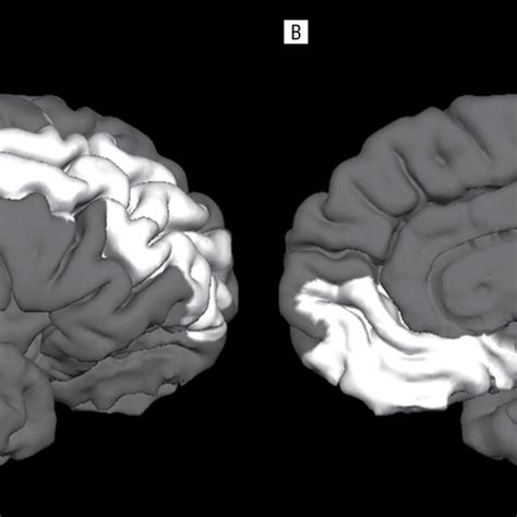 Illustration Of The Parcellation Of 2 Subregions Of The Prefrontal