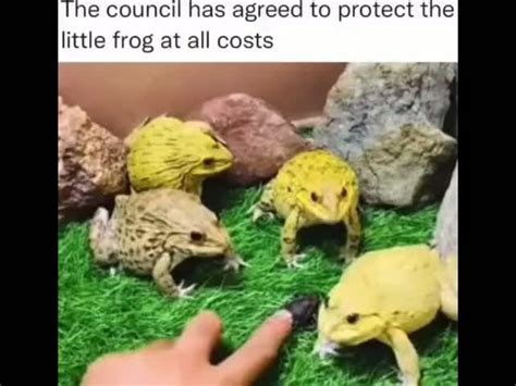 Frog Council Meme By Cliffy99 Memedroid