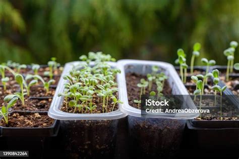 번식 쟁반에서 자라는 어린 절단 꽃 묘목 봄 원예 배경 Zinnia Aster 및 Dahlia 콩나물 0명에 대한 스톡 사진 및 기타 이미지 Istock