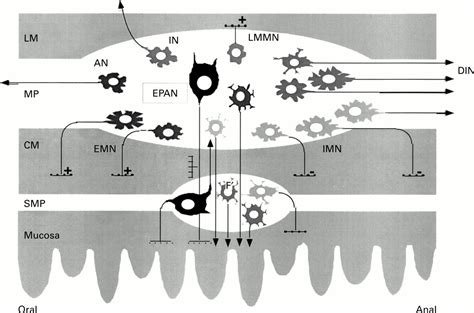 Intrinsic Enteric Plexus Intrinsic Enteric Plexus