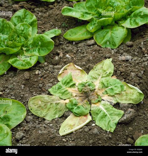 Lettuce Object Detection Dataset And Pre Trained Model By Eden
