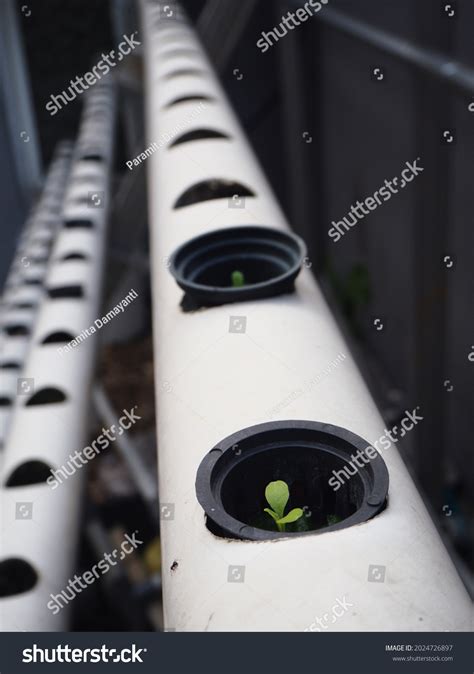 Pvc Hydroponics Unit Photos Images And Pictures Shutterstock