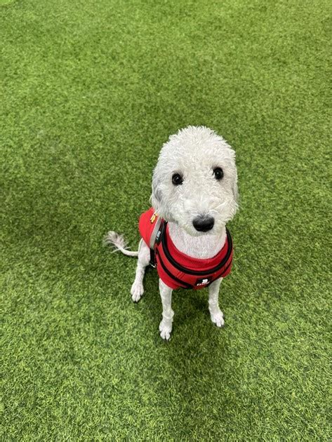 베들링턴테리어 마루 강아지 책임분양 아이조아 유기방지입양 파양 강아지보호소 고양이보호소 무료분양센터